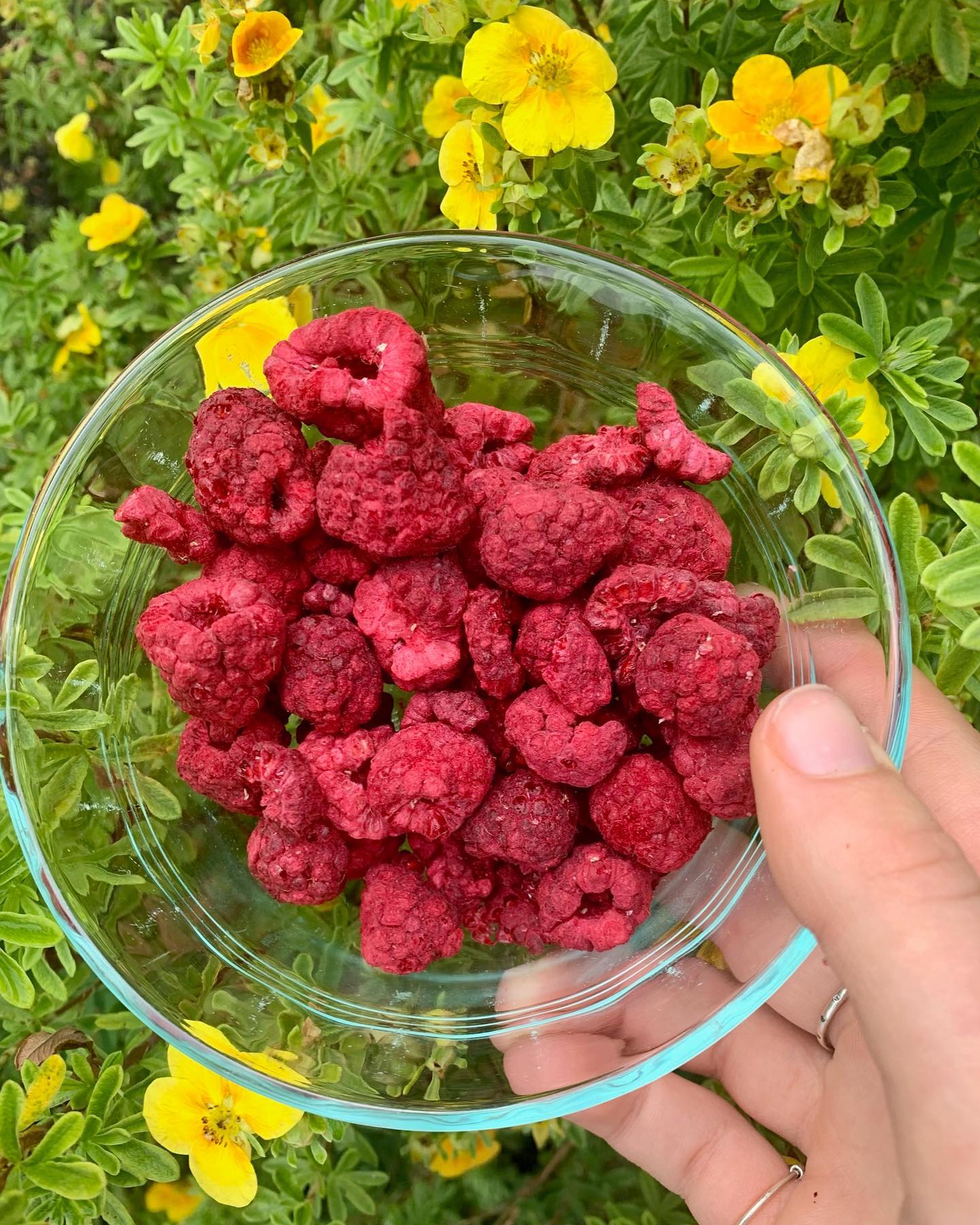 Sauver les fruits du Québec | Journal Le Nord