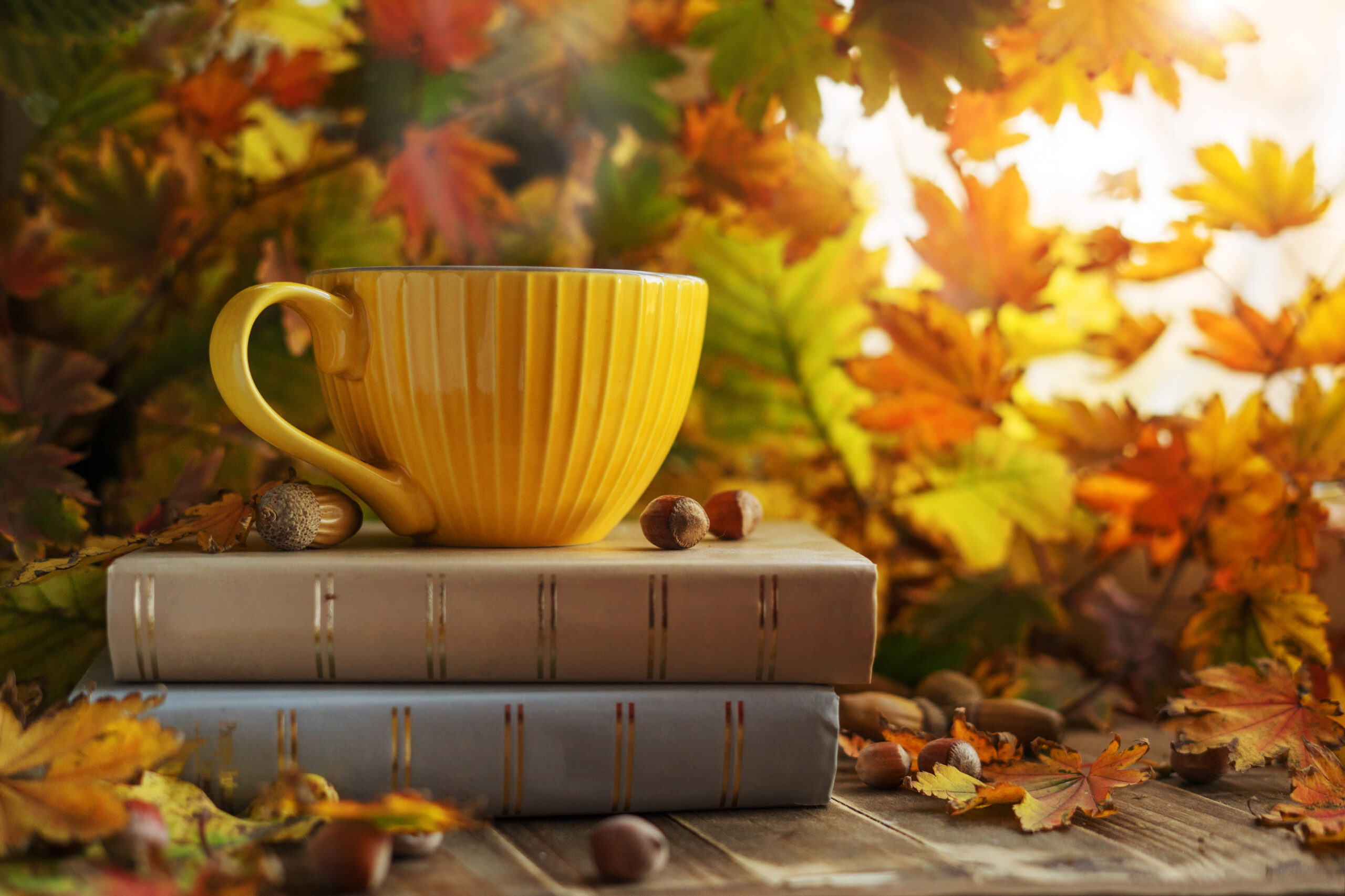 4 suggestions de lecture pour l'automne | Journal Le Nord