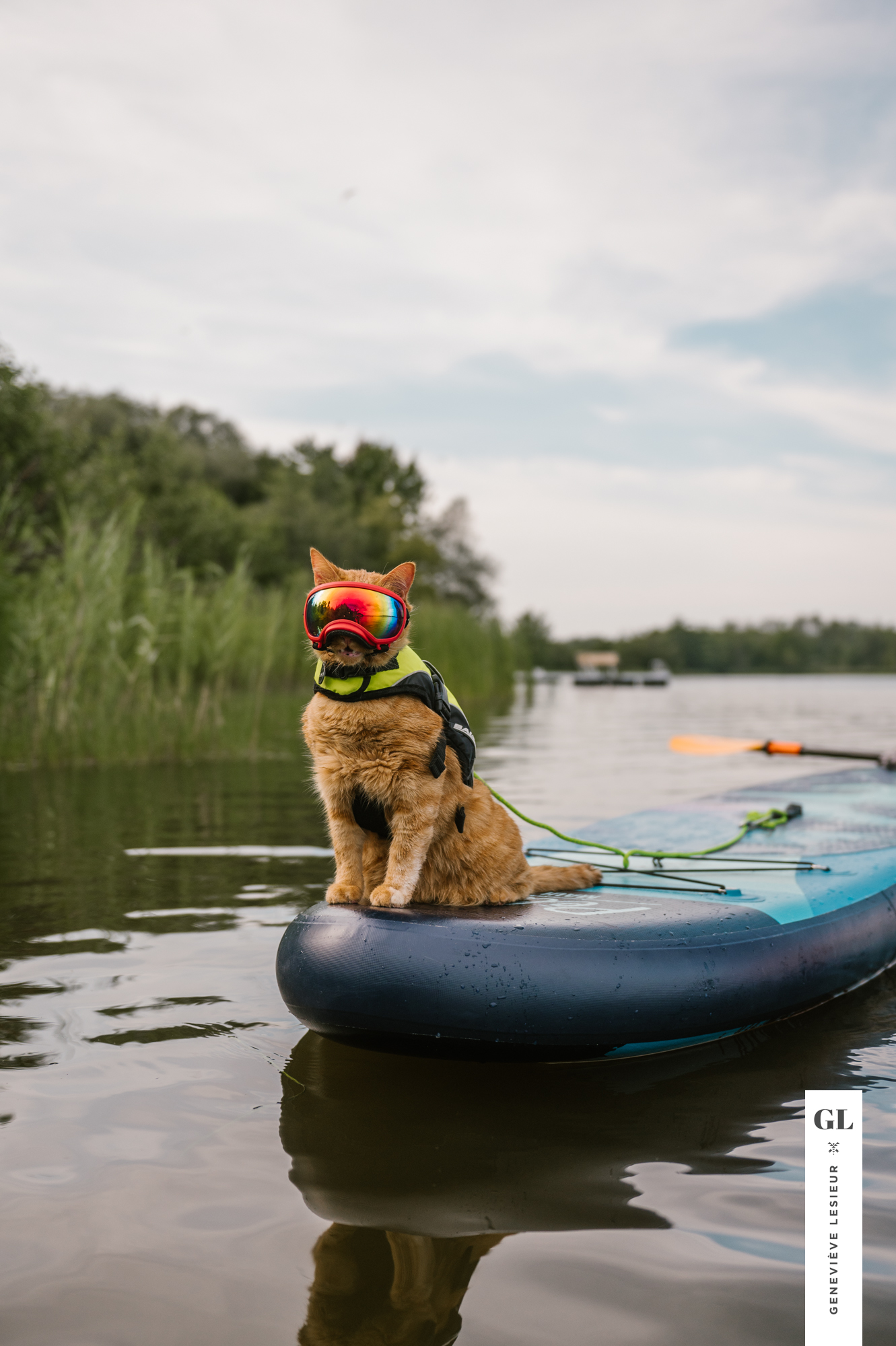 Monsieur Fergus, vedette féline des Laurentides | Journal Le Nord