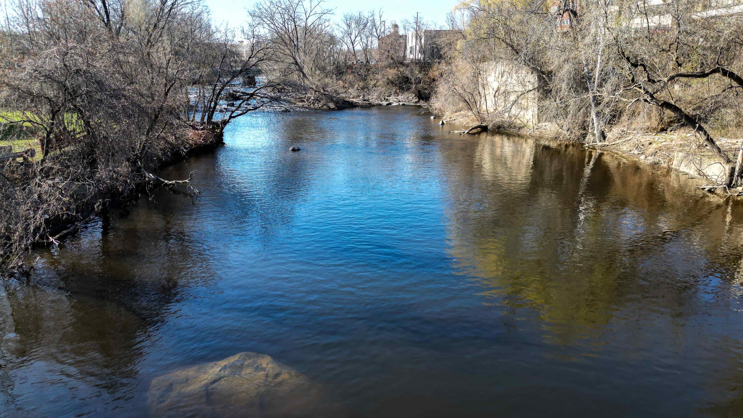 Le doré jaune se reproduit bel et bien dans la rivière du Nord ...