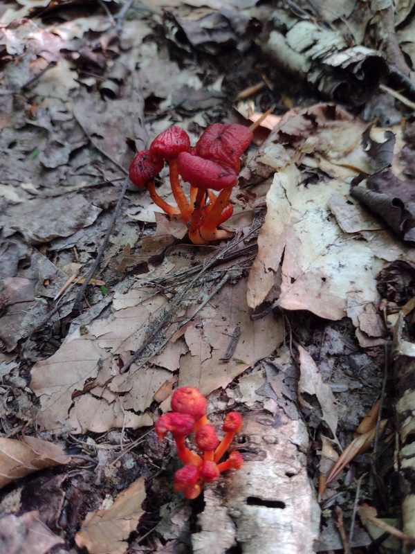 Les Randonneurs : La réserve naturelle Alfred-Kelly | Journal Le Nord